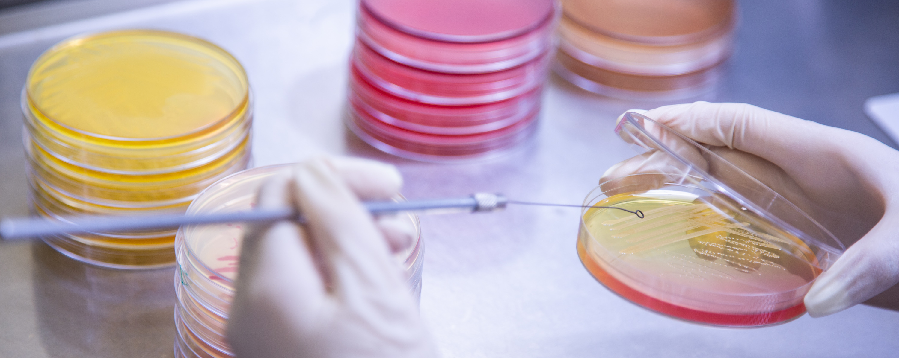 Home | Department of Applied Biology and Chemical Technology