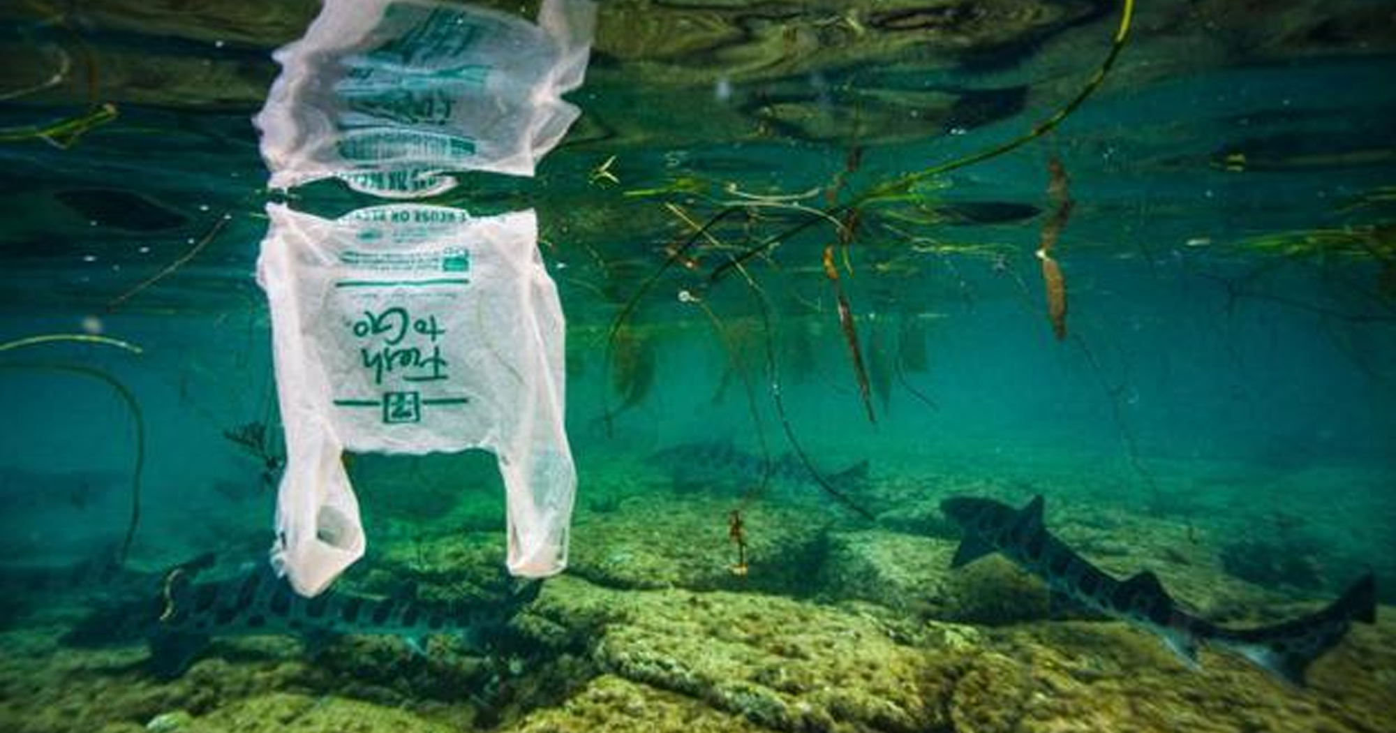 Polyu Scientists Find Way To Remove Polluting Microplastics With