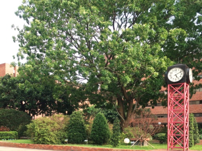 Our connection with trees | Campus Carbon Neutrality