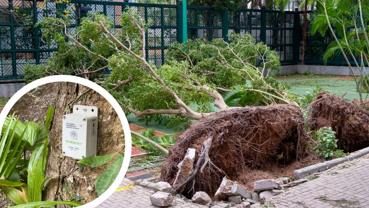 Harnessing technology to monitor tree stability | Spring 2021 - Issue 4 | Excel x Impact@PolyU