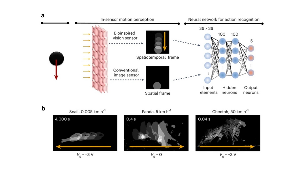 Bioinspired In-sensor Computing Architectures and Optimisation in ...
