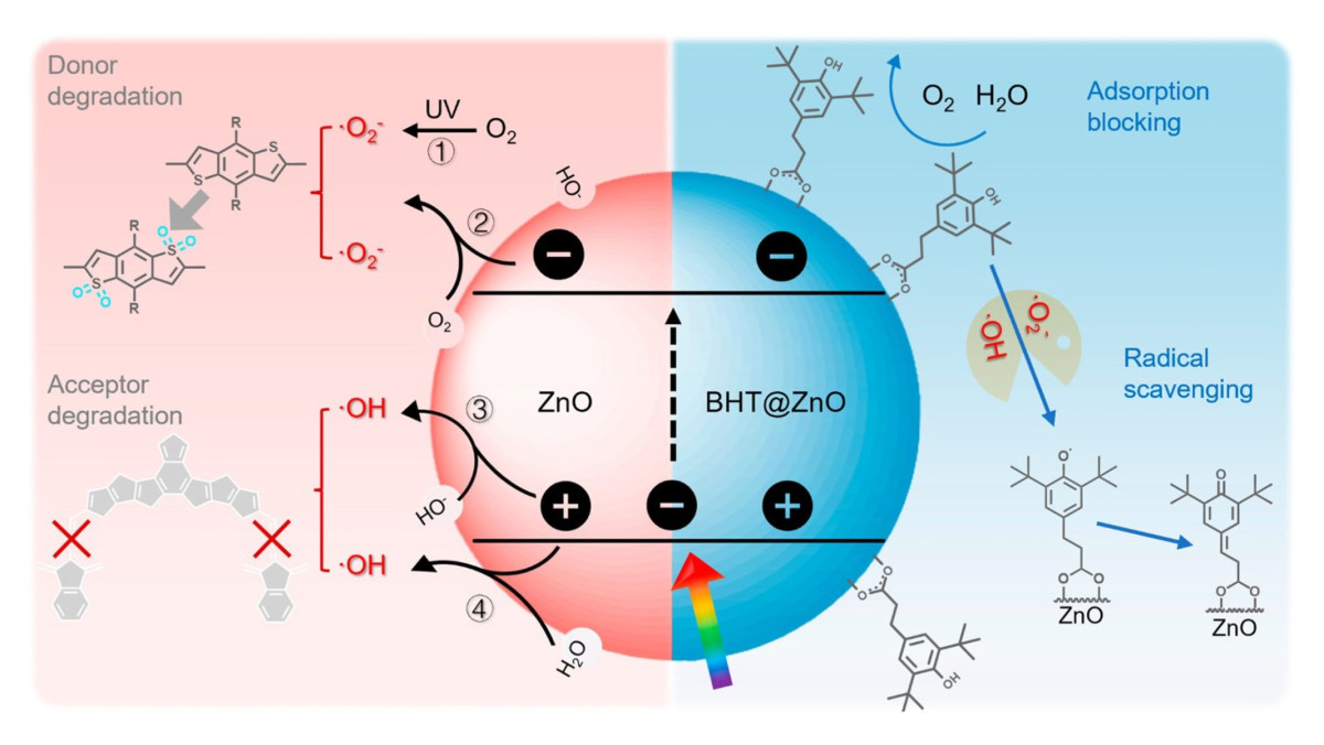 Novel Radical Scavenger in Inverted Organic Photovoltaics to Enhance ...